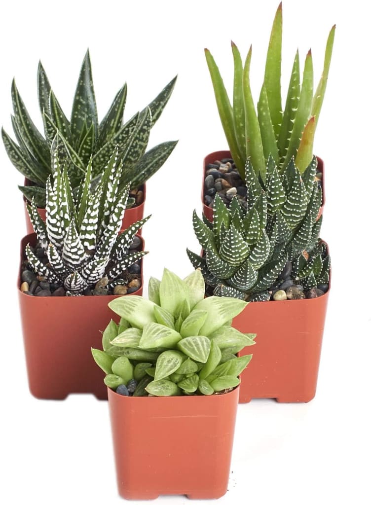 Shop Succulents 2" Mini Aloe Plant Variety 5-Pack: $15.99