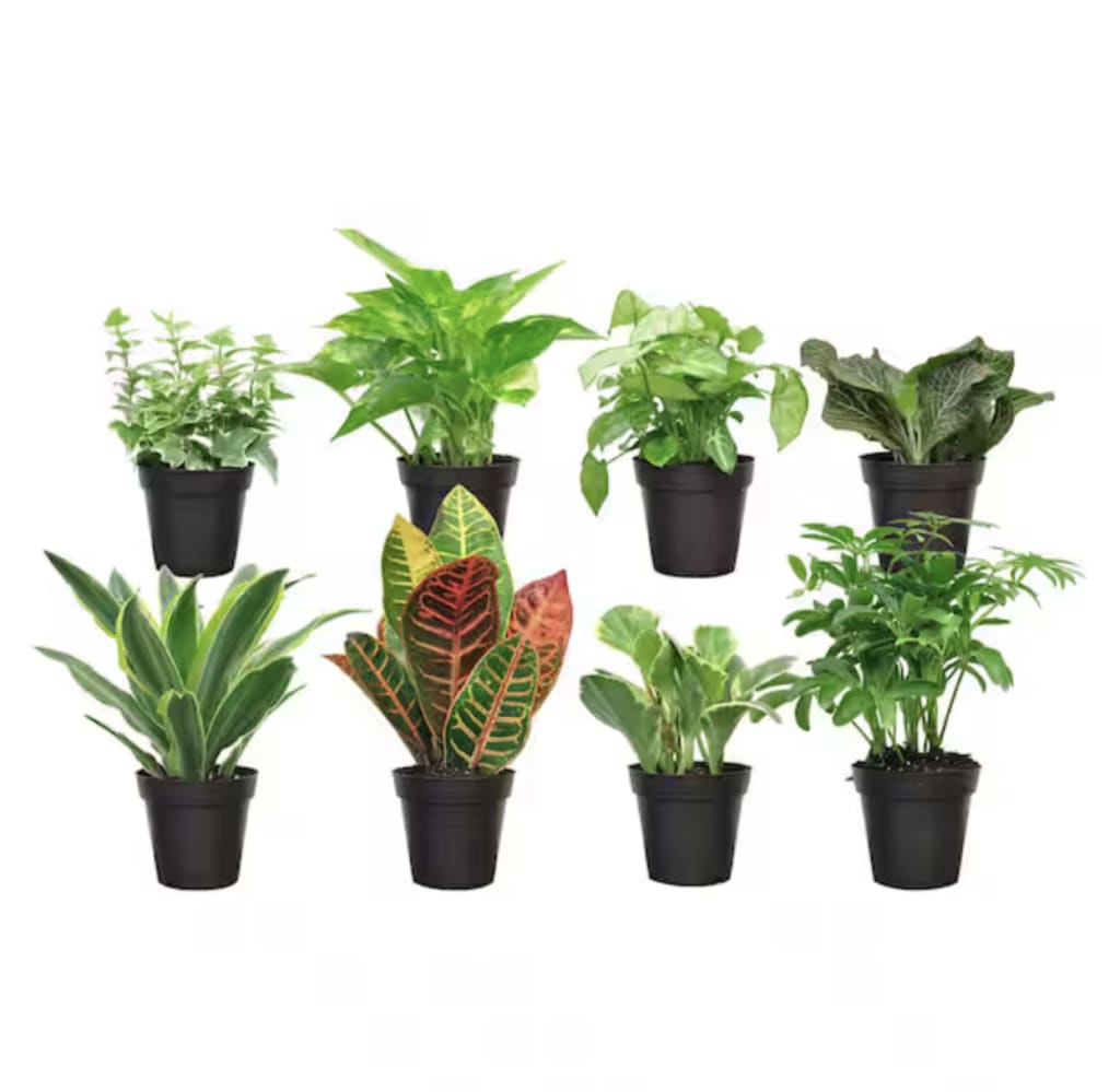 Costa Farms Exotic Angel Plant Grower's Choice 8-Piece Live Indoor ...
